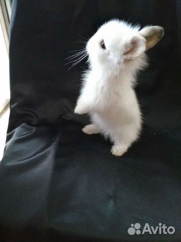 Кролик декоративный девочка 1 месяц