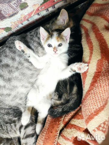 Котята ищут новый дом