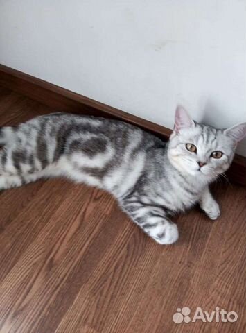 Котята в дар