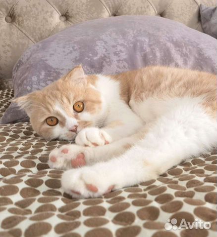 Идеальный кот в поиске семьи