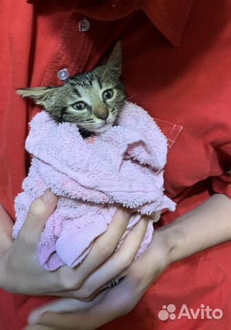 Котята в добрые руки даром