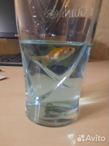 Отдам золотую рыбку