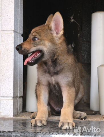 Чехословацкая волчья собака щенок 1.5 мес. мальчик