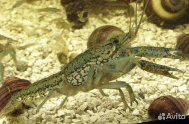 Мраморный рак 8 см