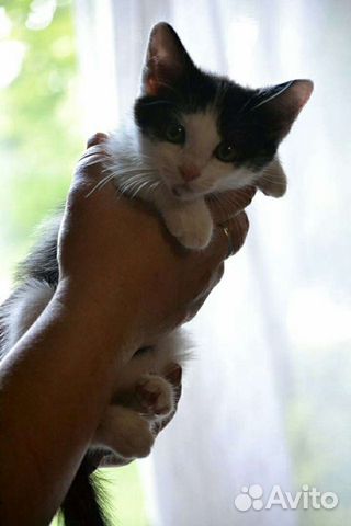 Котёнок в дар