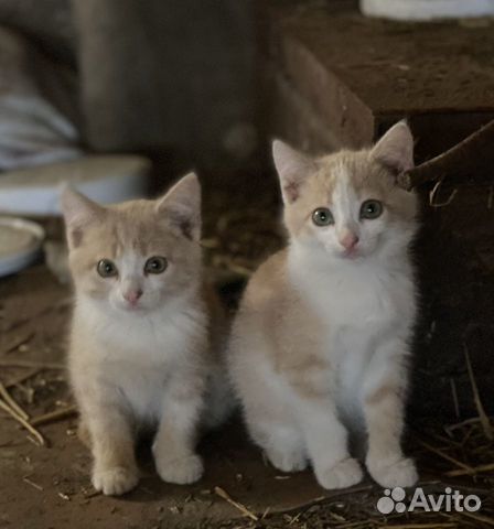 Рыжие котятки 2 мес