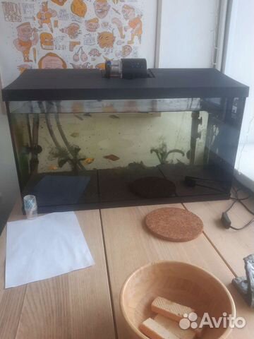 Аквариумные рыбки бесплатно