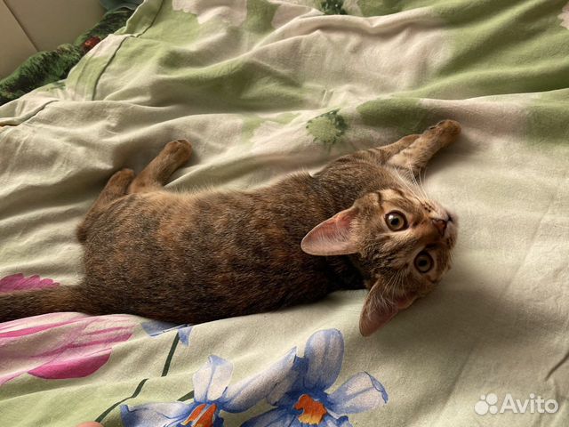 Отдам даром кошку