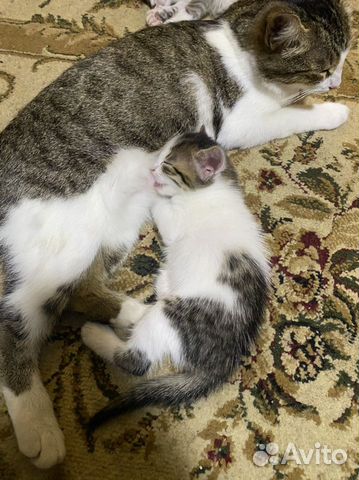 Котятки милашки