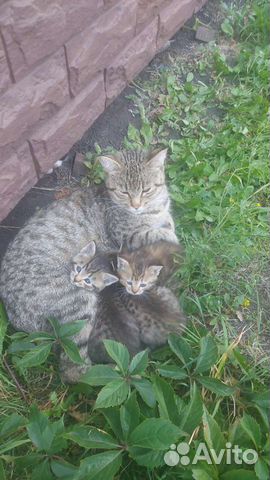 Котята в добрые руки даром