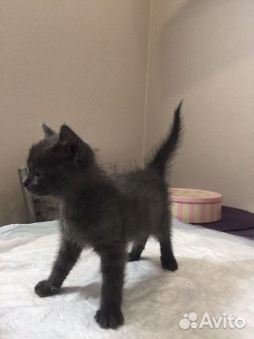 Голубой котик 1 месяц
