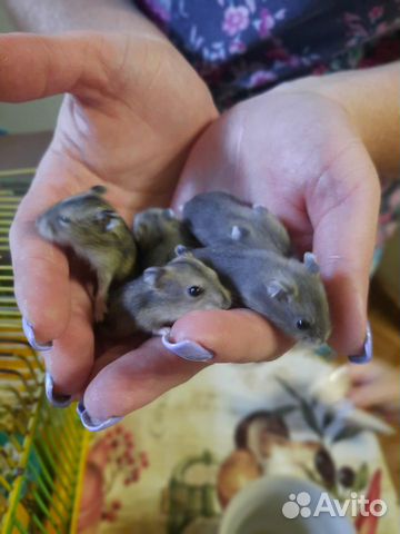 Джунгарский хомяк