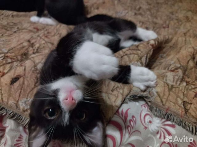 Котенок