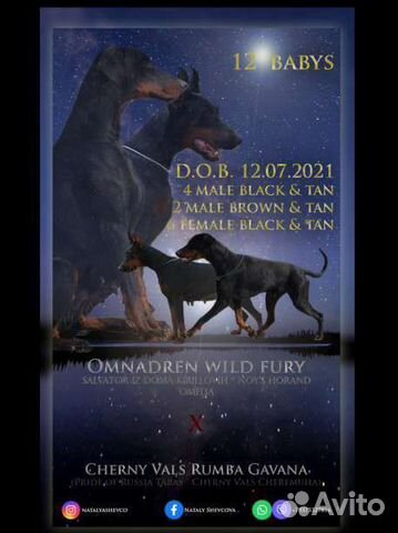 Добер-детки супер кровей