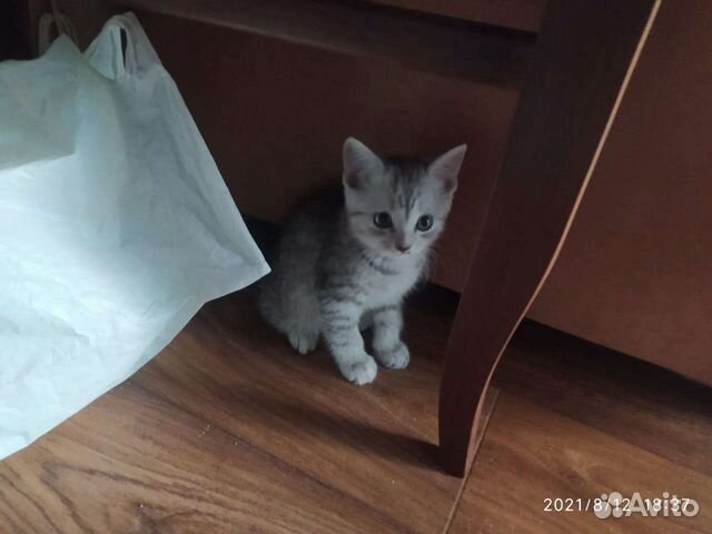 Котенок, 2 месяца