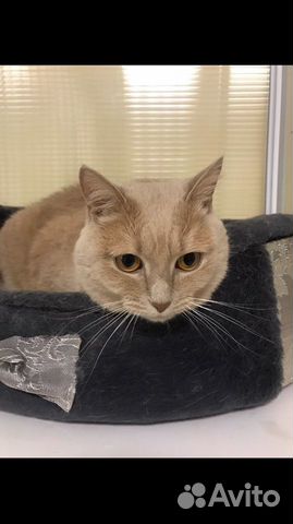 Кошка стерилизлванная, 5 лет