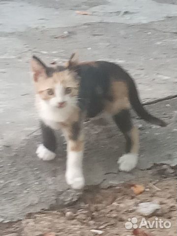 Продам котят