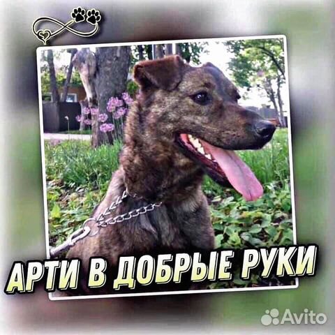 Арти в доьрые руки