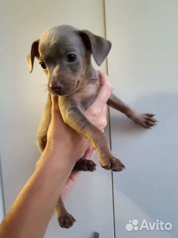 Той-терьер щенки