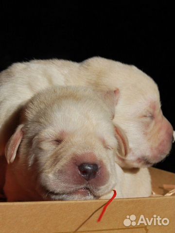 Лабрадор ретривер щенки