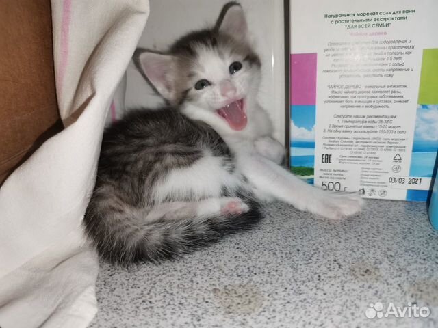 Милые, резвые котятки