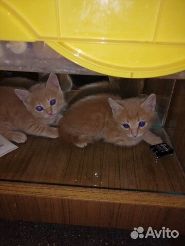 Рыжий котенок в добрые руки