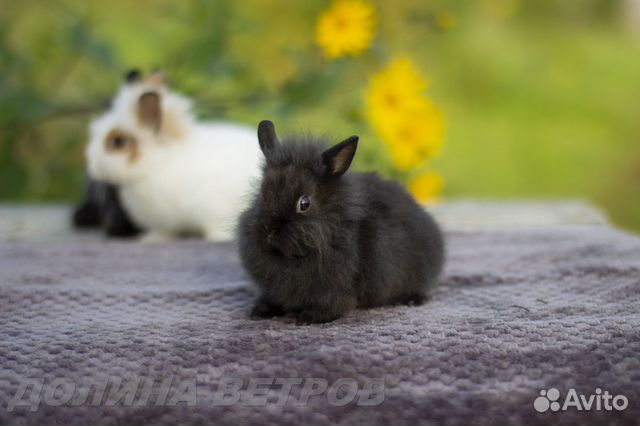Девочка кролик львиноголовый мини черная