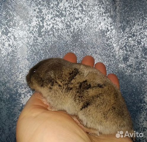 Слепушонка восточная