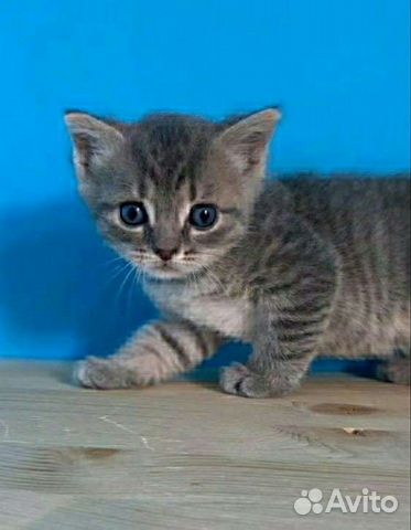 Котёнок Ариша