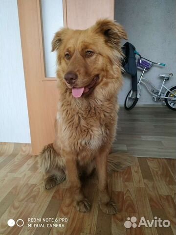 Рыжая красотка Фрея