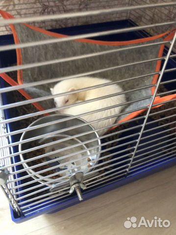 Хорек(фретка) альбинос, девочка