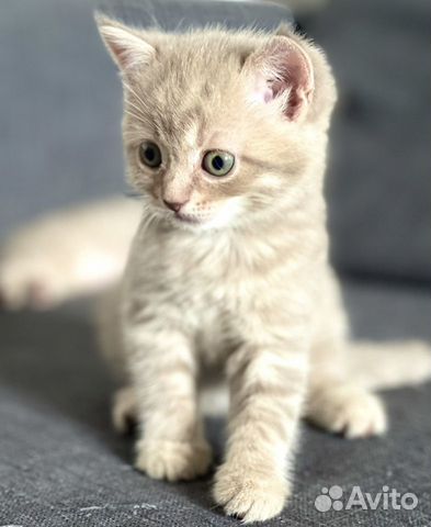 Котенок девочка шотландец