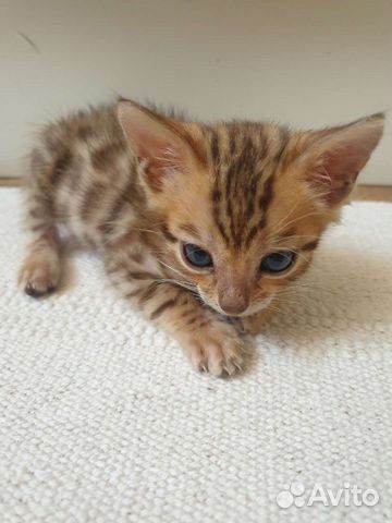 Бенгальская