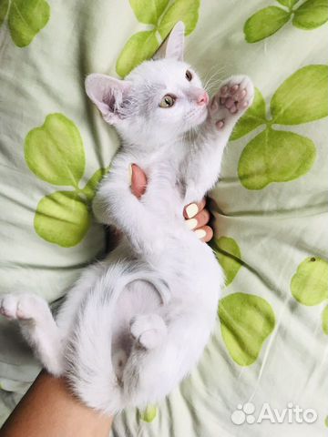 Котенок
