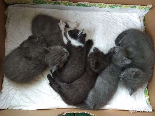 Котята в добрые руки бесплатно