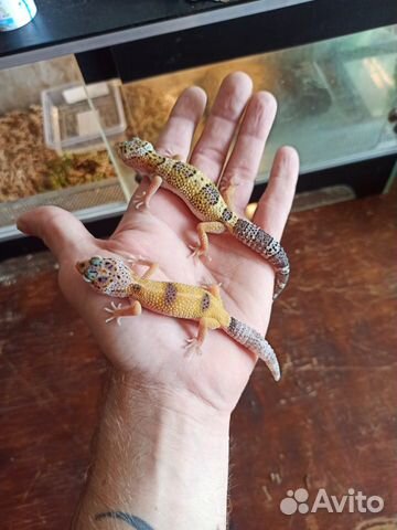 Эублефары с террариумом