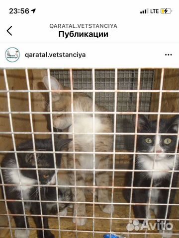 Коты на усыпление спасите