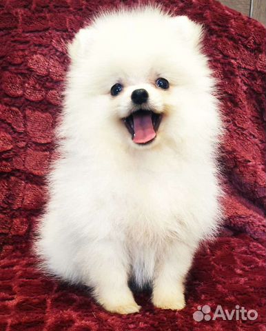 Померанка мини мини