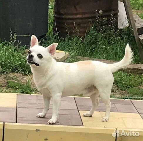 Взрослый мальчик чихуахуа