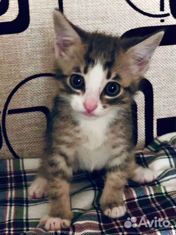 Котенок метис абиссинской кошки
