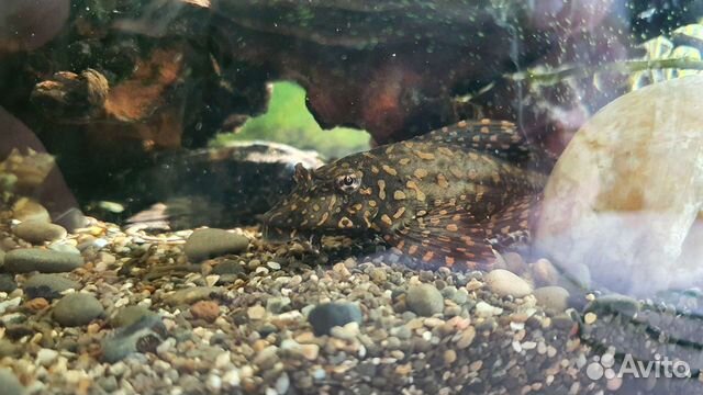 Птеригоплихт и плекостомус