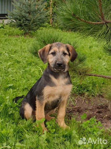 Очаровательная девочка терьеристого типа