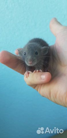 Крысята стандарты с ушками дамбо клетки