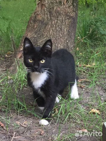 Черно-белый котенок ищет дом