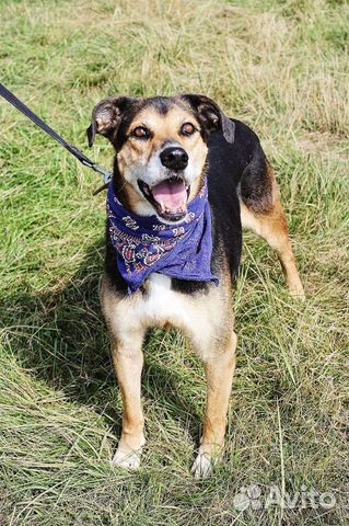 Стелла ждёт тебя в приюте