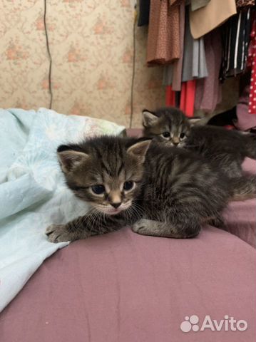 Котята