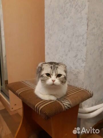 Шотландская вислоухая