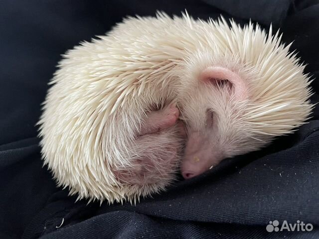 Карликовый африканский ёж