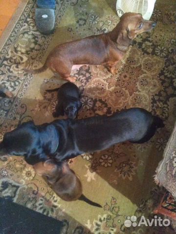 Обложенные таксюли,веселые,забавные,приученные к н