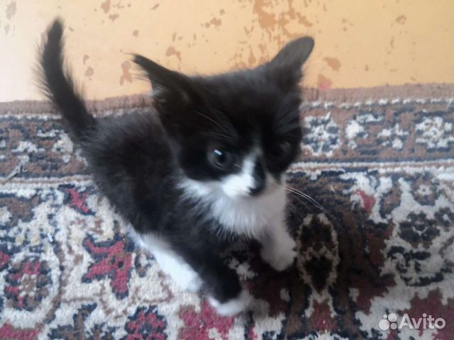 Кошечка